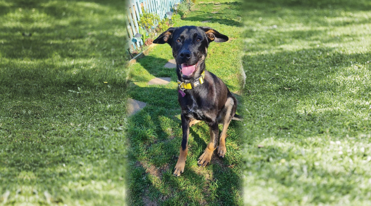 HOW YOUR ORDER HELPS: ODIE FROM MIRACLE’S MISSION – Barque and Bau